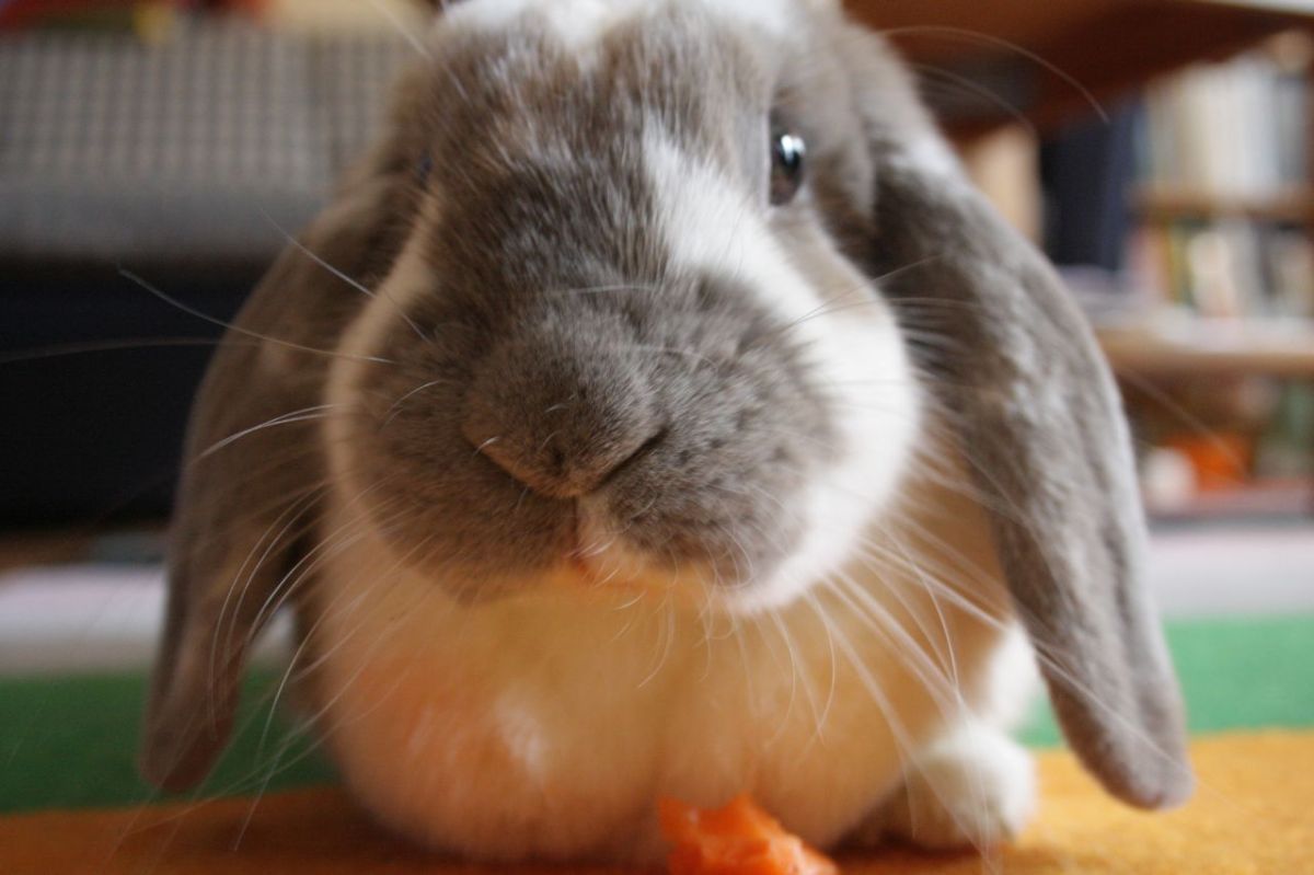 Meet Spotty: She’s an Easter Rabbit, and She’s Not A Toy | The Third Tower